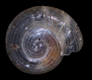 Helicodiscus multidens