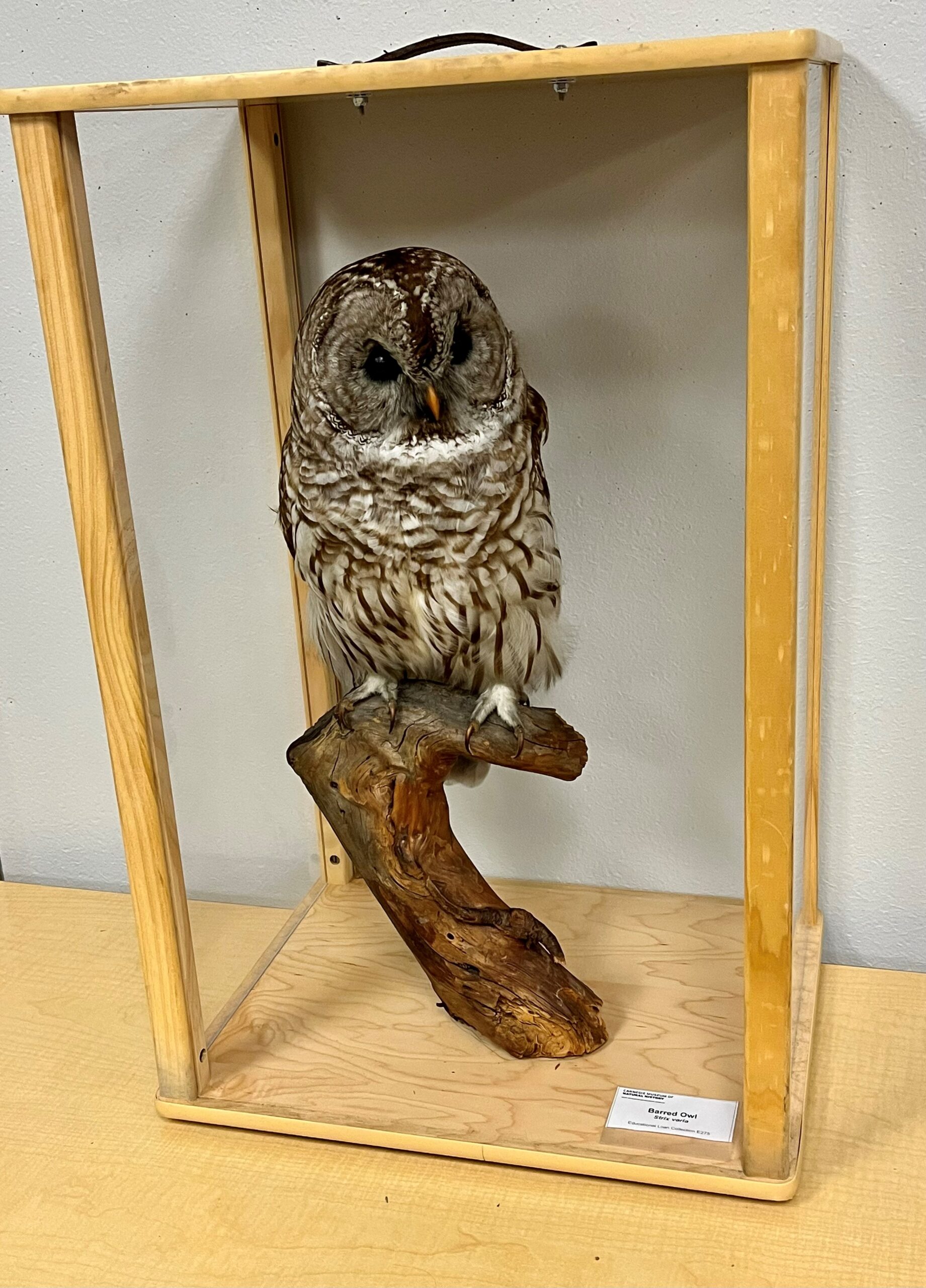 Echoes of Freedom in an Owl’s Call