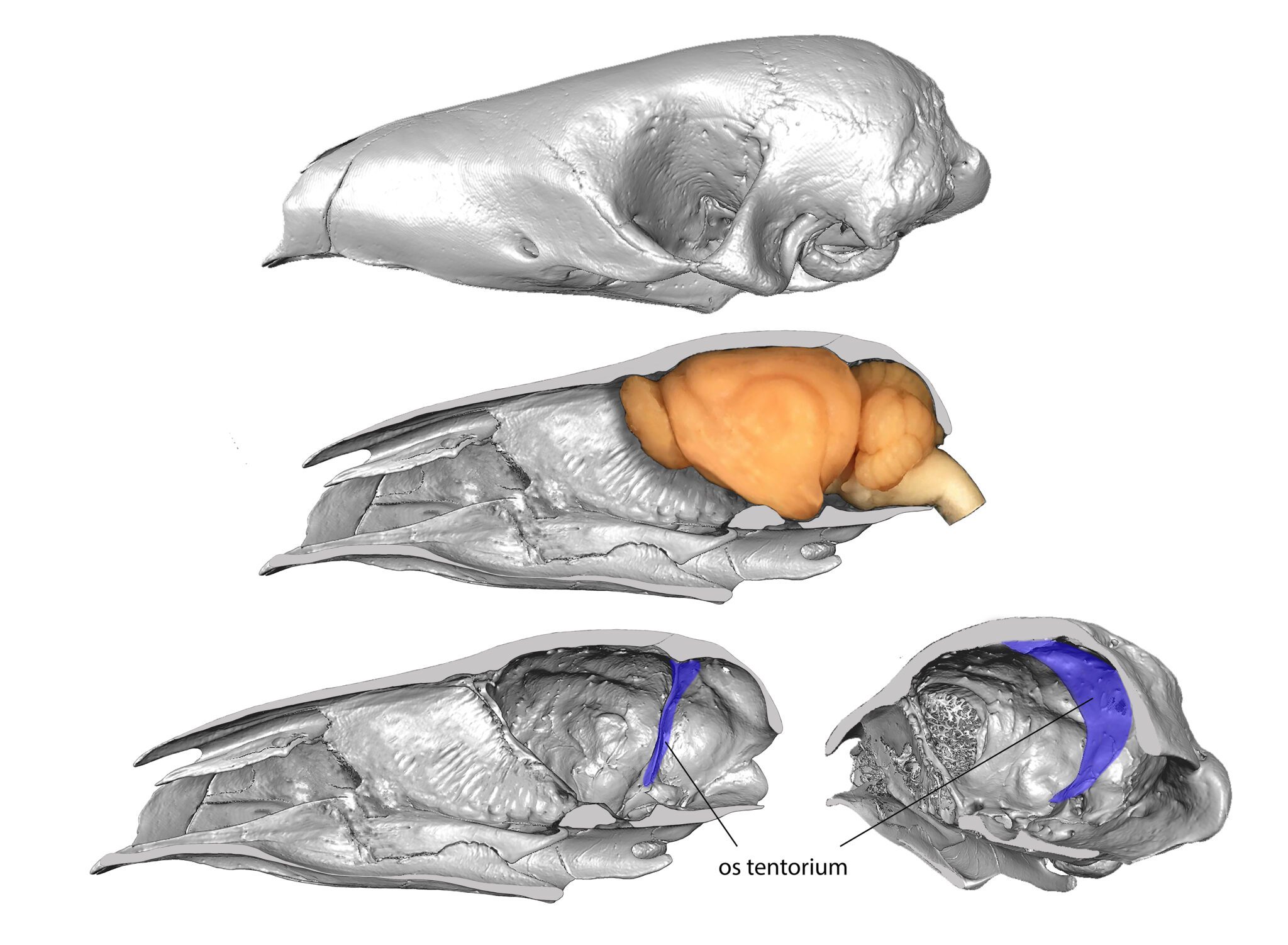 World Pangolin Day 2023