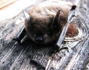 Science and Nature Lecture: Pennsylvania Bats: An overview of species ...