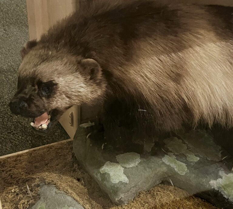 March Mammal Madness 2023: Learn and Win