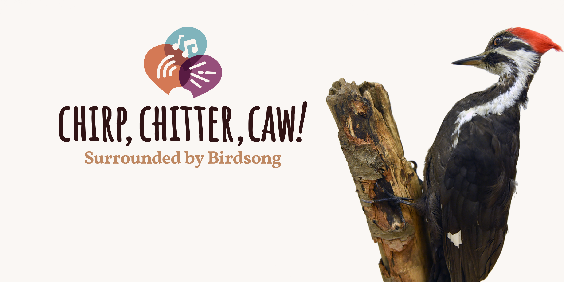 Carnegie Museum of Natural History – Page 74 – One of the Four Carnegie ...