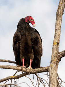 Chirp, Chitter, Caw: Surrounded by Bird Song