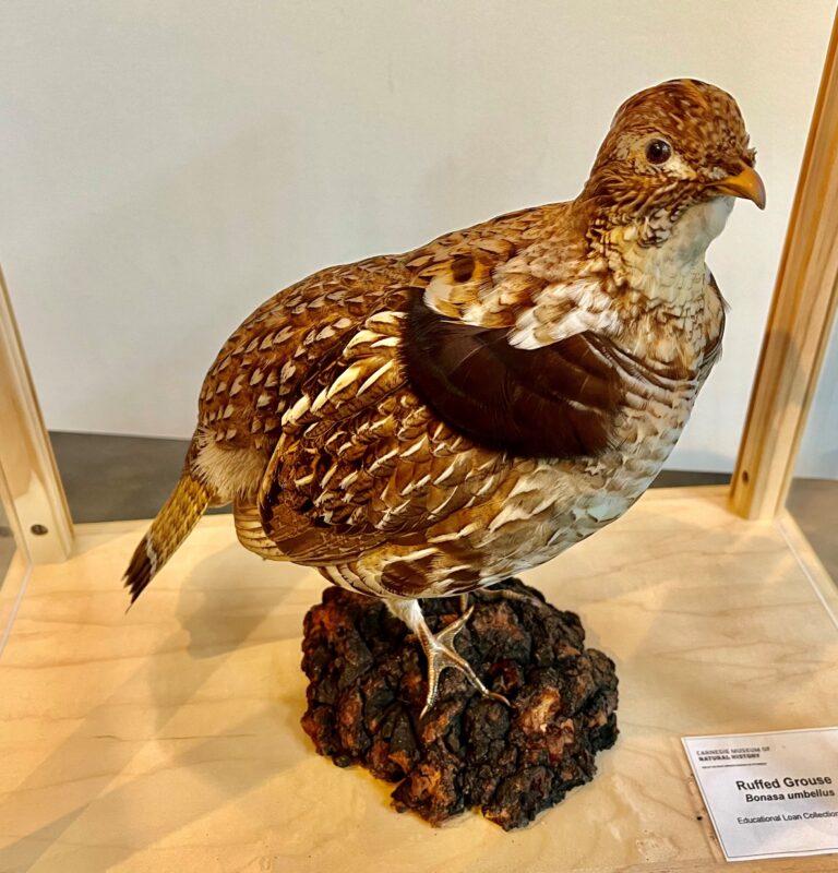 Ruffed Grouse or Scarlet Tanager: Debating the Pennsylvania State Bird