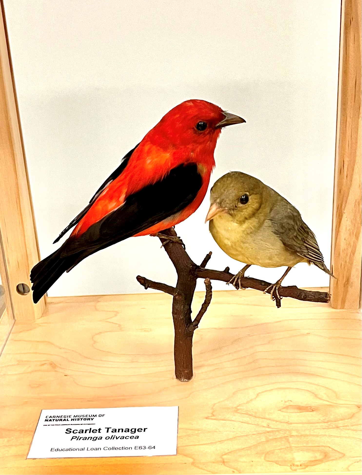 Ruffed Grouse or Scarlet Tanager: Debating the Pennsylvania State Bird