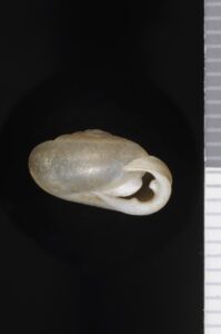 Inflectarius inflectus