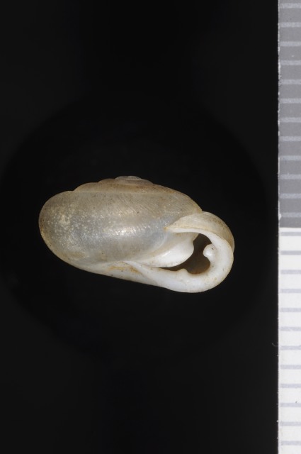 Inflectarius inflectus