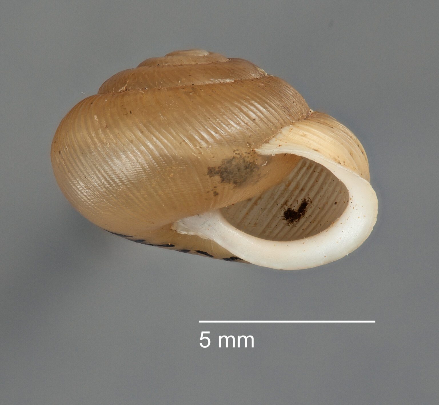 Inflectarius kalmianus