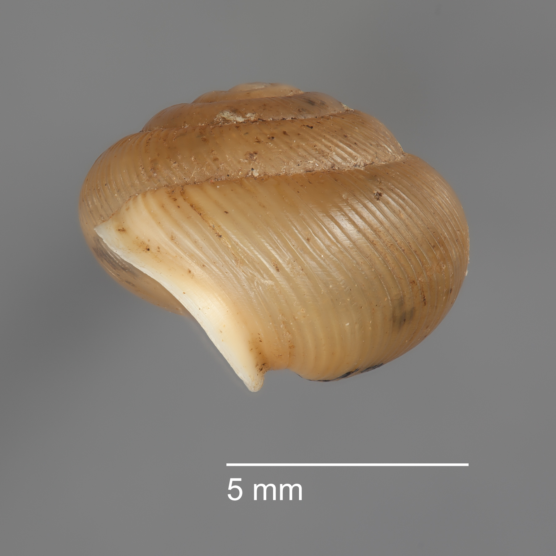 Inflectarius kalmianus