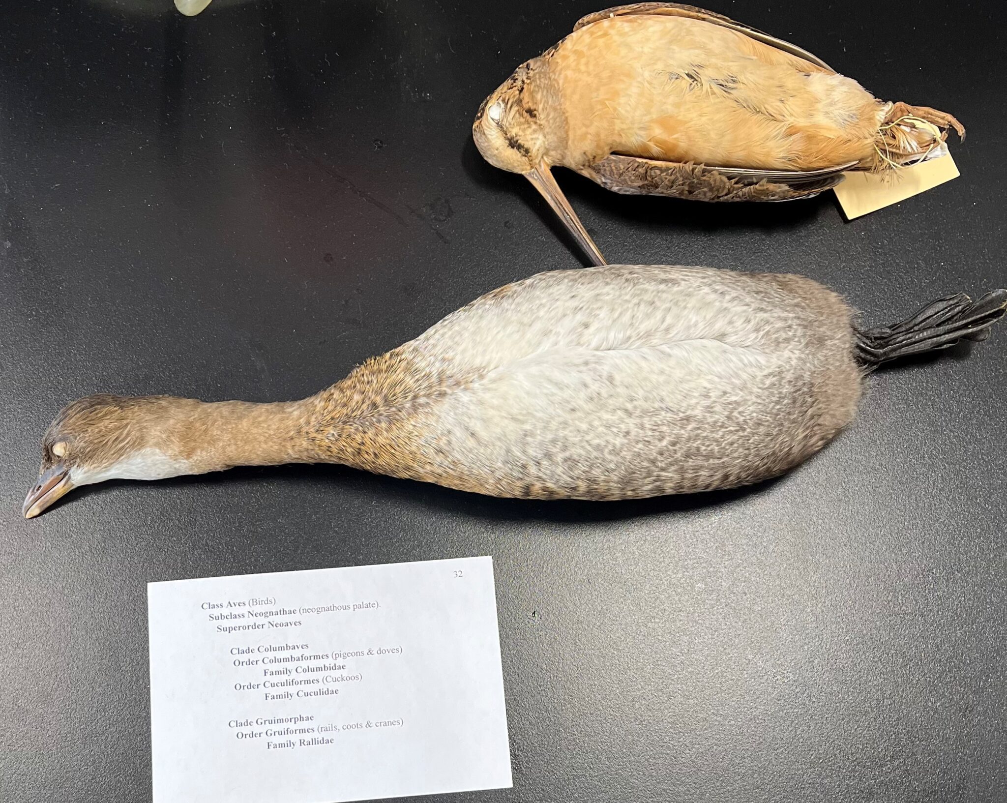 Museum Connections to a College Lab