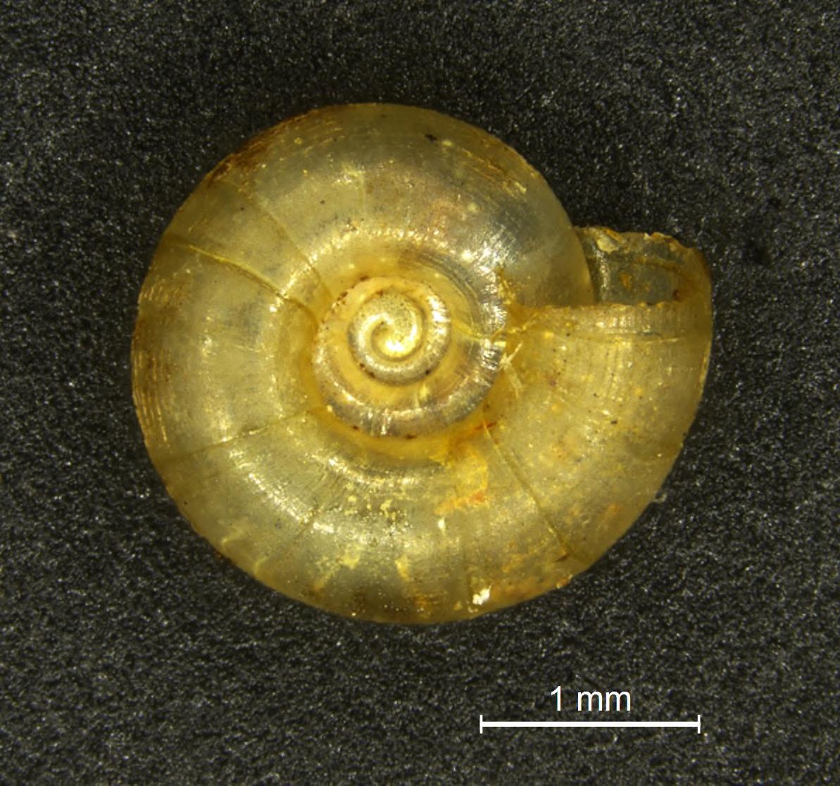 Helicodiscus hadenoecus