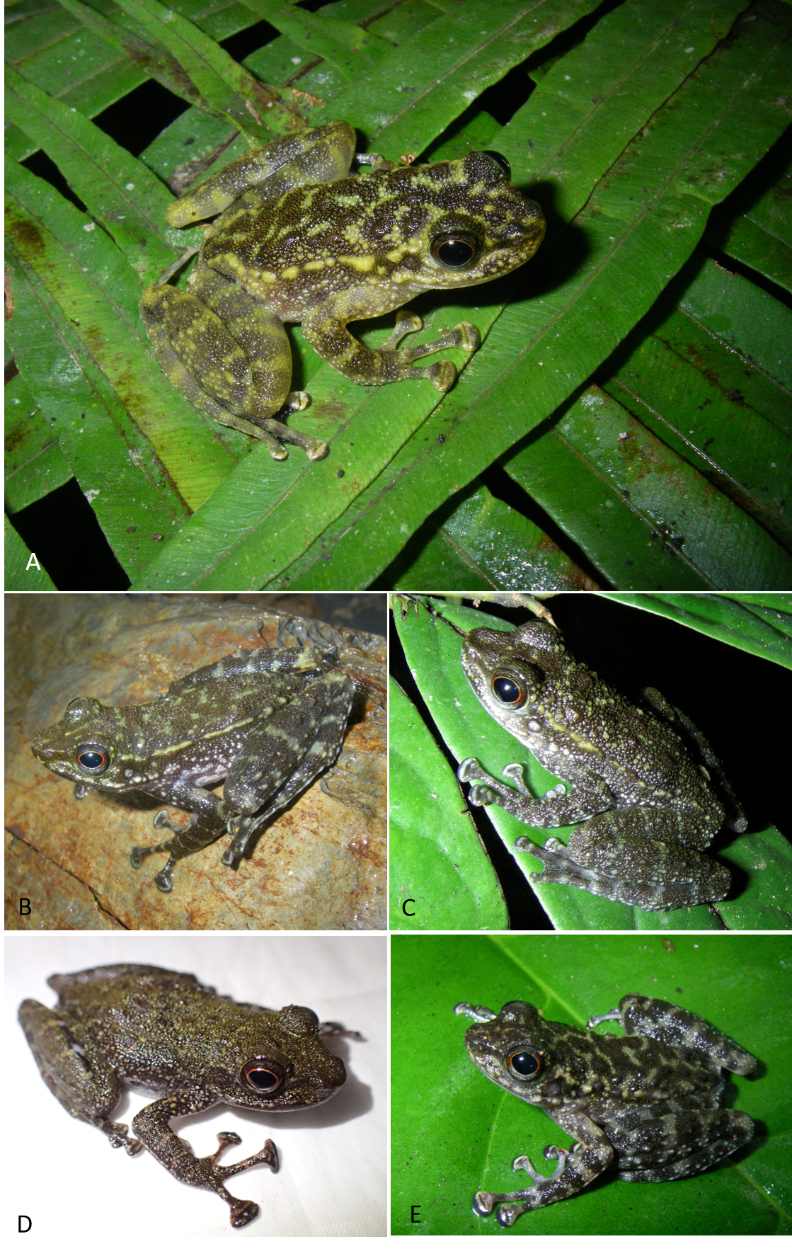 Museum Researchers Describe Five New Amphibian and Reptile Species in 2023