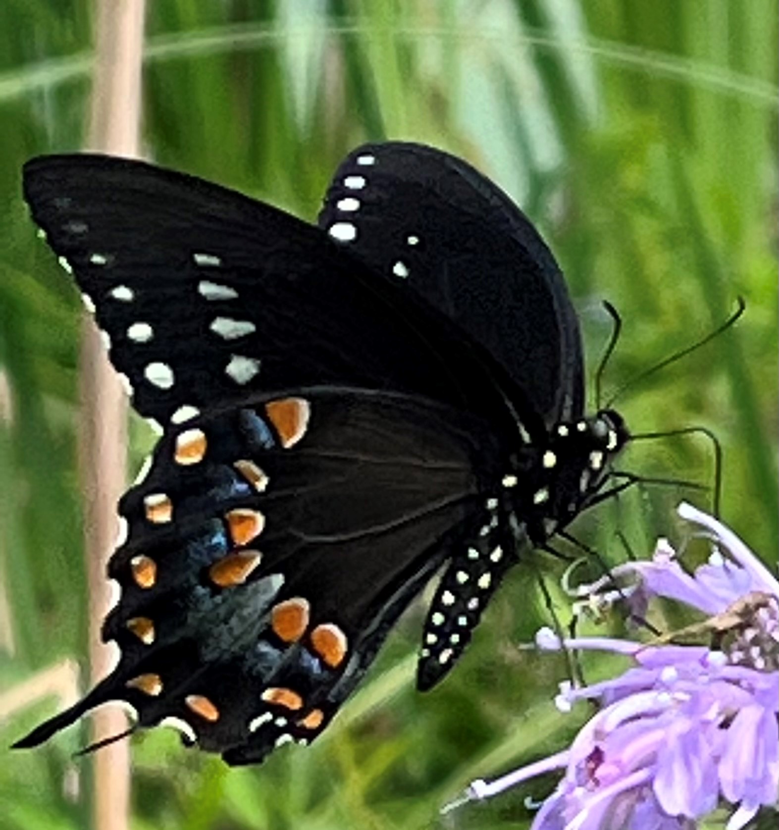 A Tree Pittsburgh Biocube