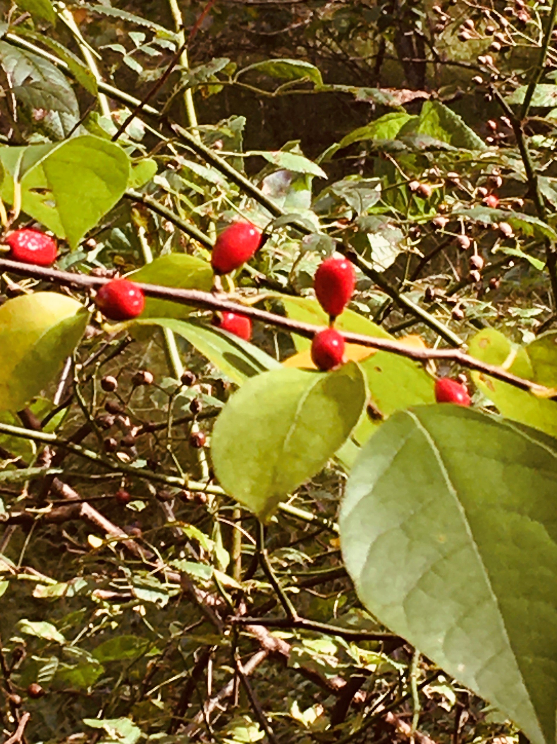 A Tree Pittsburgh Biocube