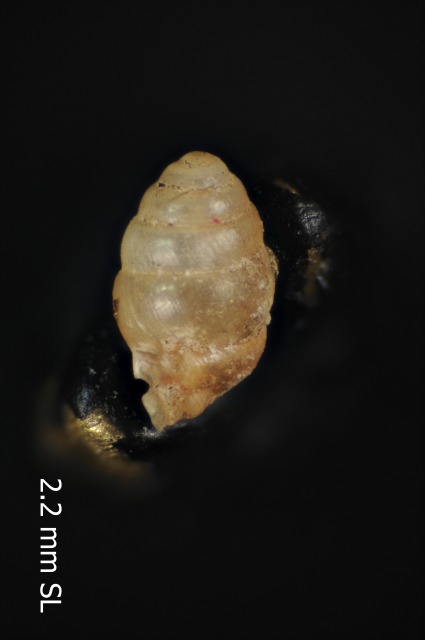 Vertigo ovata