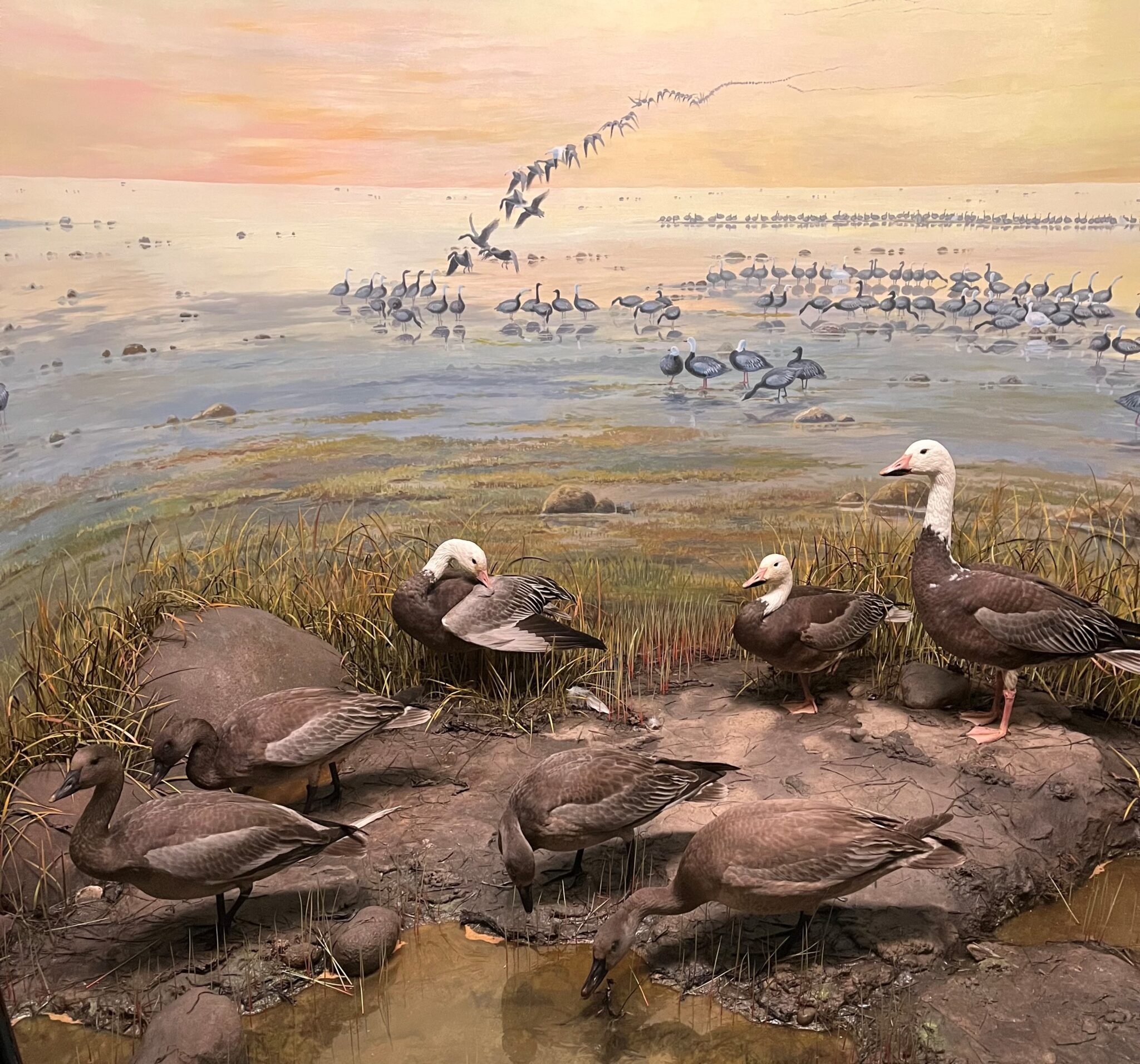 Birds in “Twelve Days of Christmas”: a Museum Search