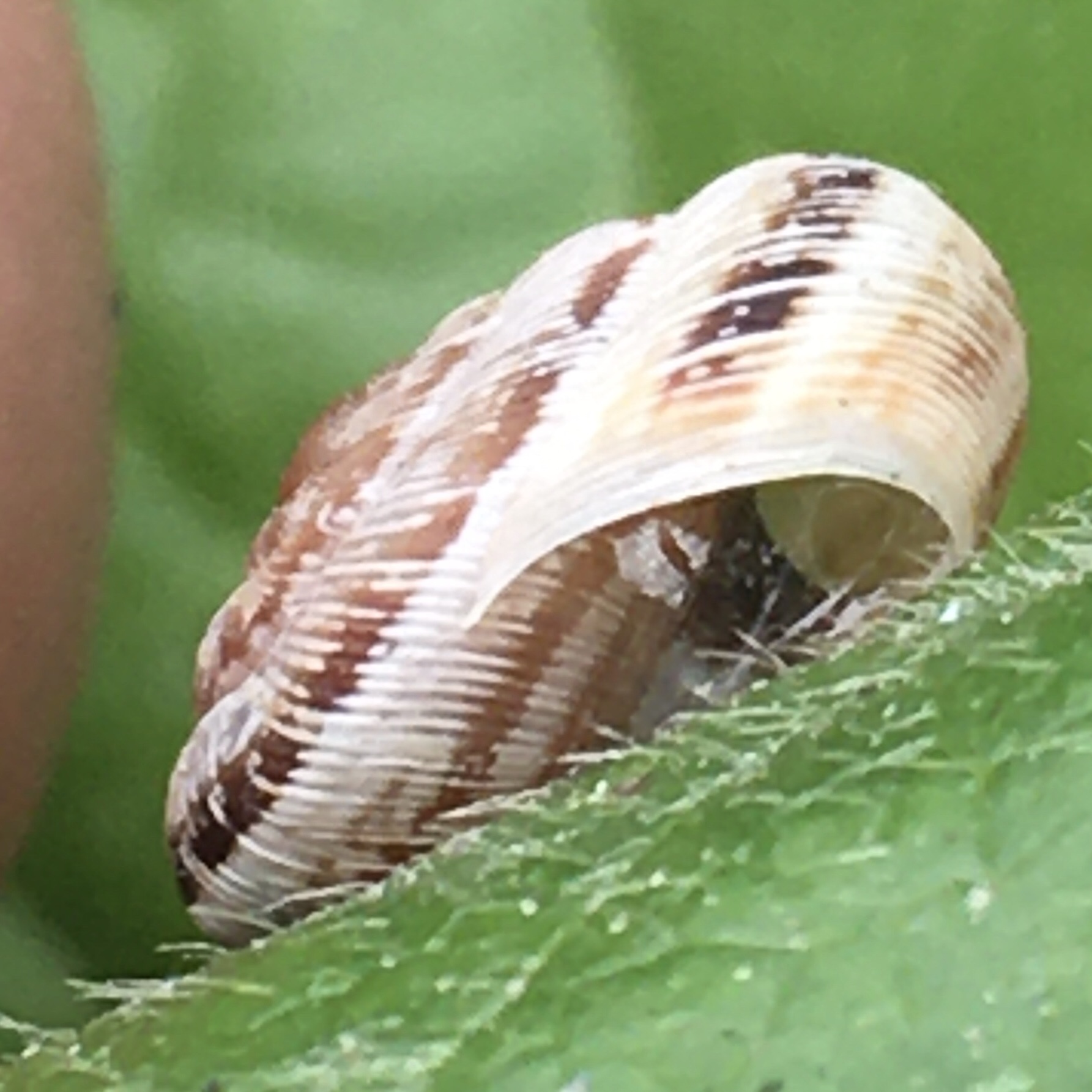 Xeroplexa intersecta