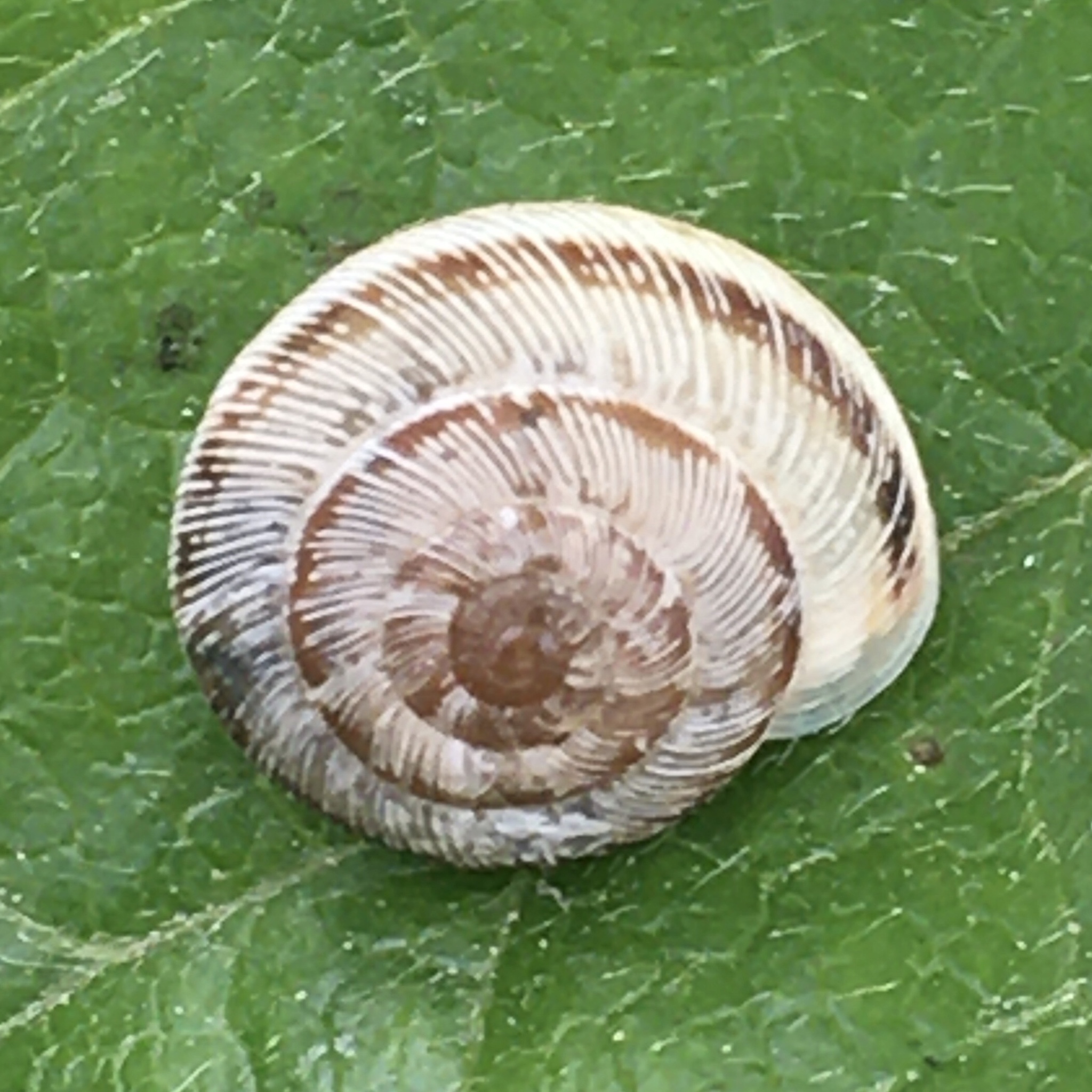 Xeroplexa intersecta