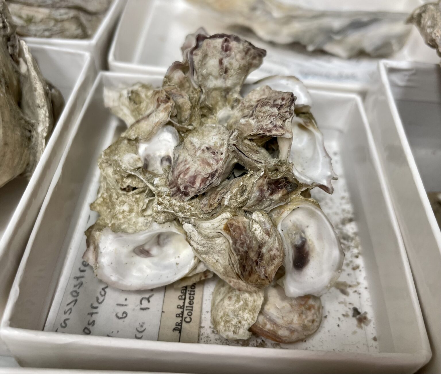 Oysters Swim Towards a Siren Soundscape