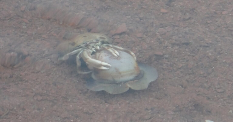 The Hermit Crab and the Moon Snail