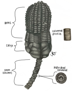 When Nature Meets Art: Crinoid Fossils as Cultural Beads