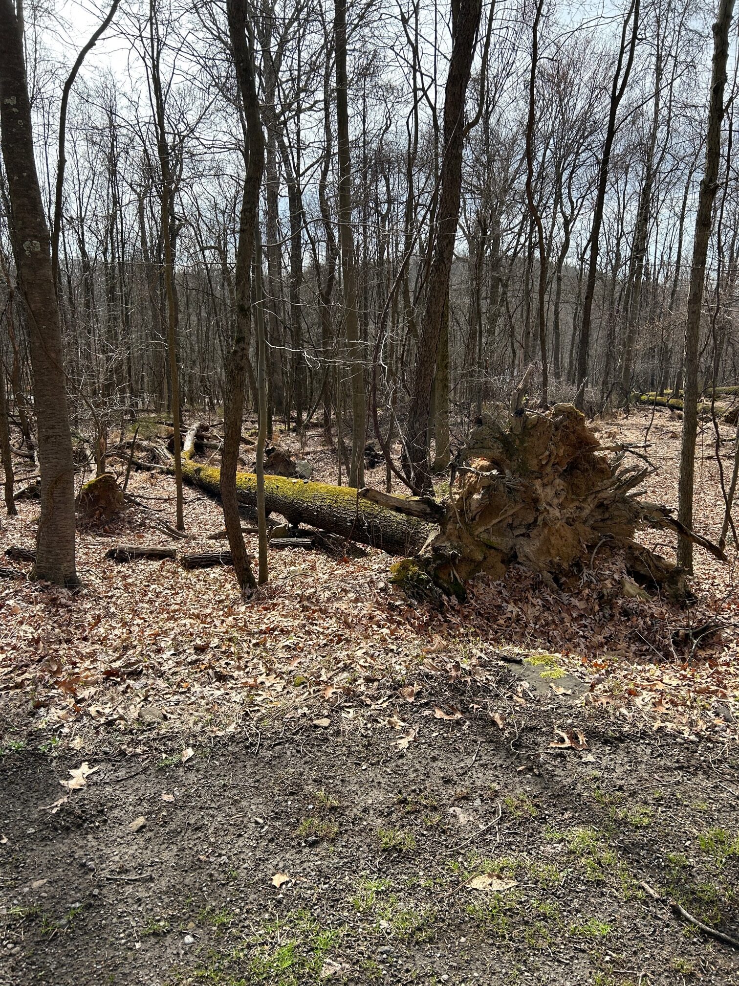 Snags, Logs, and the Importance of a Fallen Tree