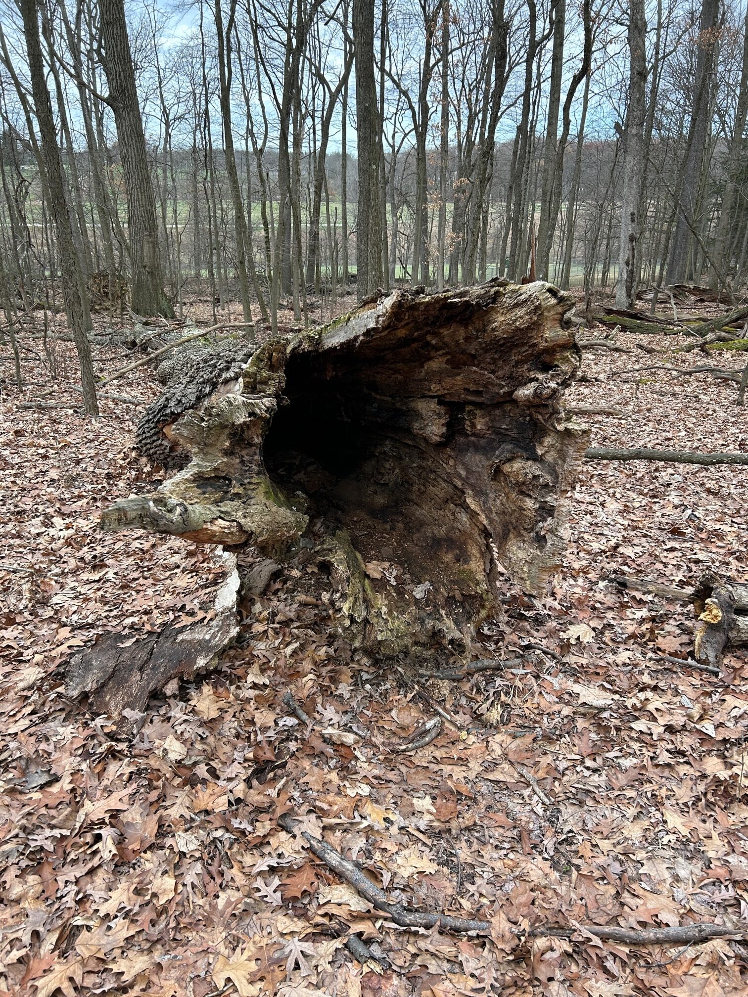 Snags, Logs, and the Importance of a Fallen Tree