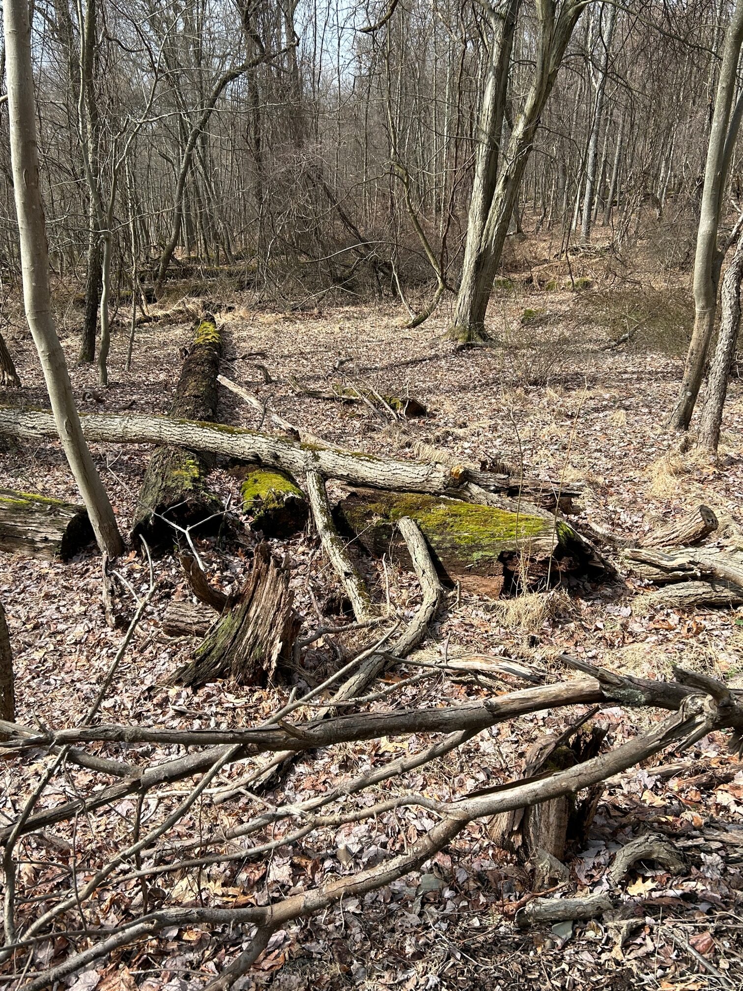 Snags, Logs, and the Importance of a Fallen Tree