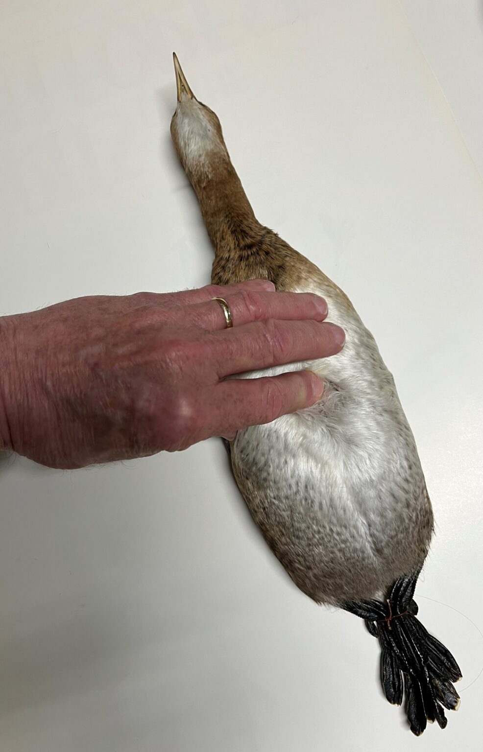 Life Lessons from Dead Birds