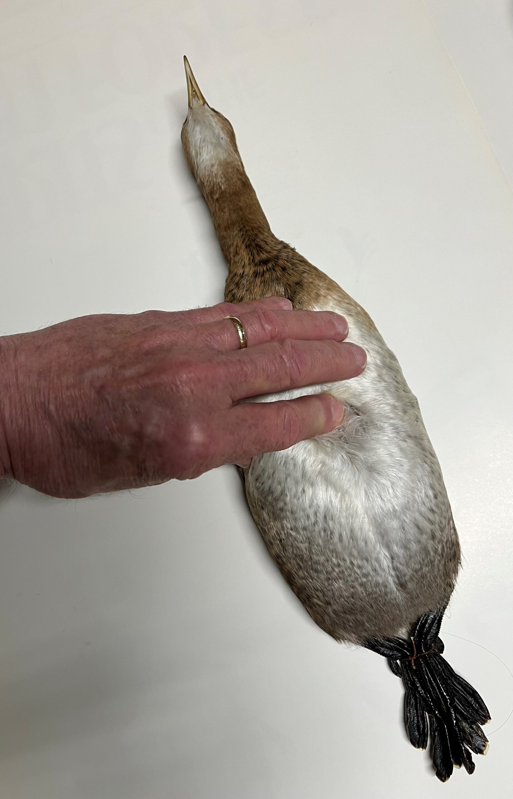 Life Lessons from Dead Birds