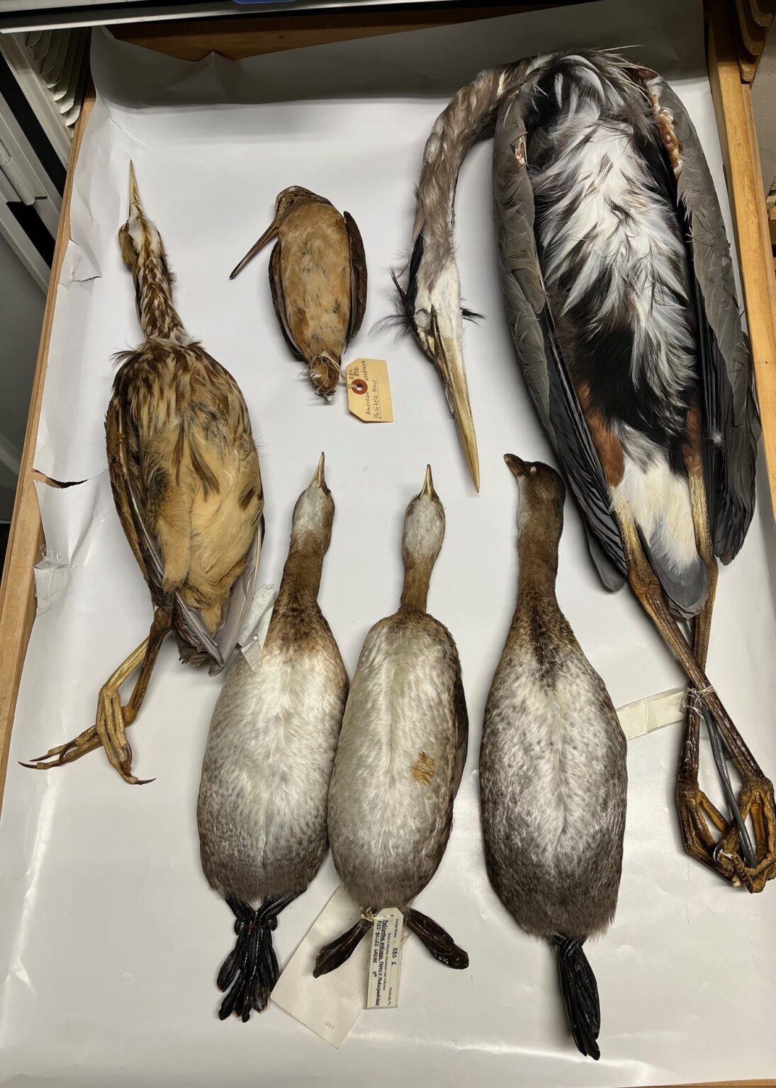 Life Lessons from Dead Birds