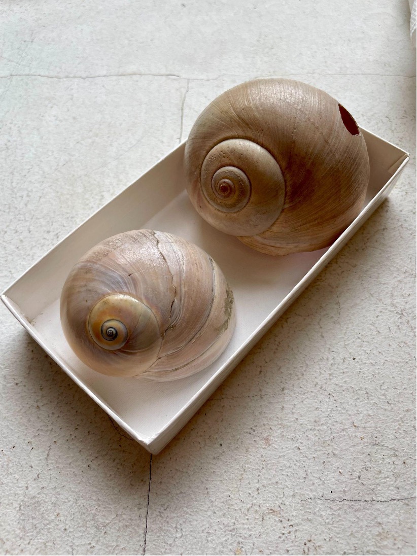 The Moon Snails Neverita duplicata and Euspira heros: Cannibal ...