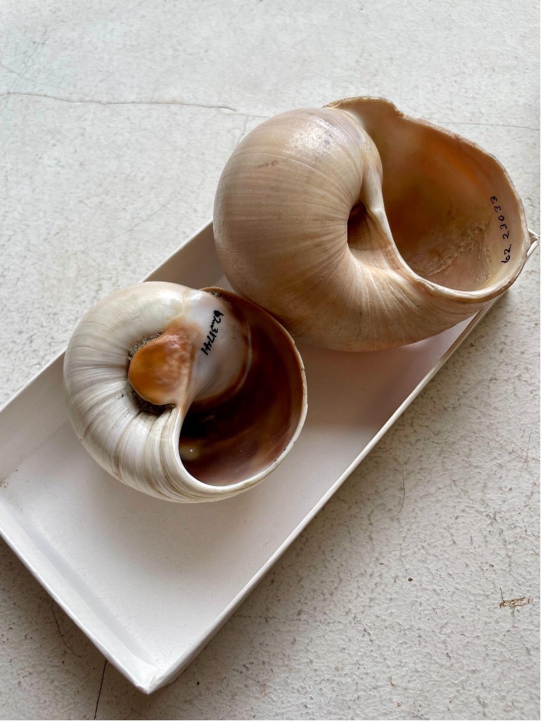 The Moon Snails Neverita duplicata and Euspira heros: Cannibal ...